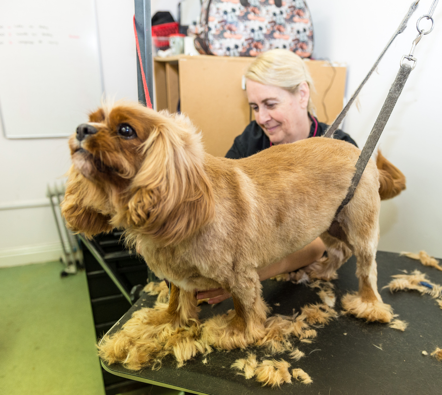 Clipping & Styling For Dogs, Doncaster based, call 01302 368411